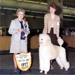 Pomroth Toy Poodle, a toy poodle breeder located near Toronto, Canada